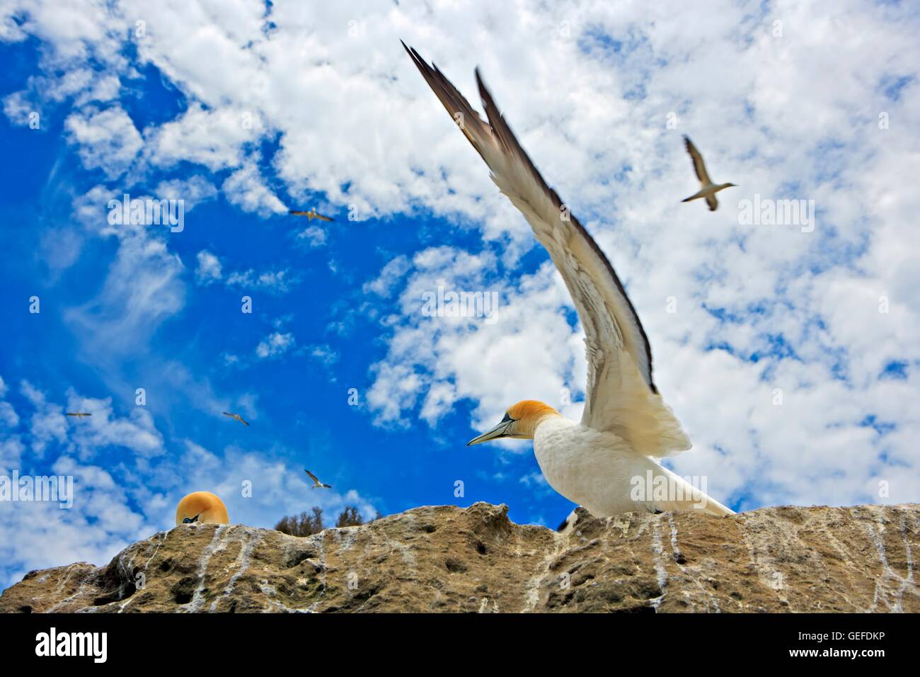 Australian gannet hi-res stock photography and images - Alamy