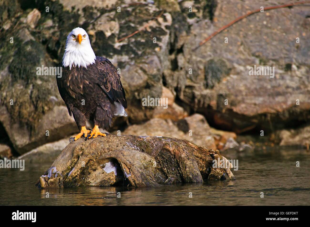 Zoology / animals, avian / birds, Canada, British Columbia, Brackendale ...