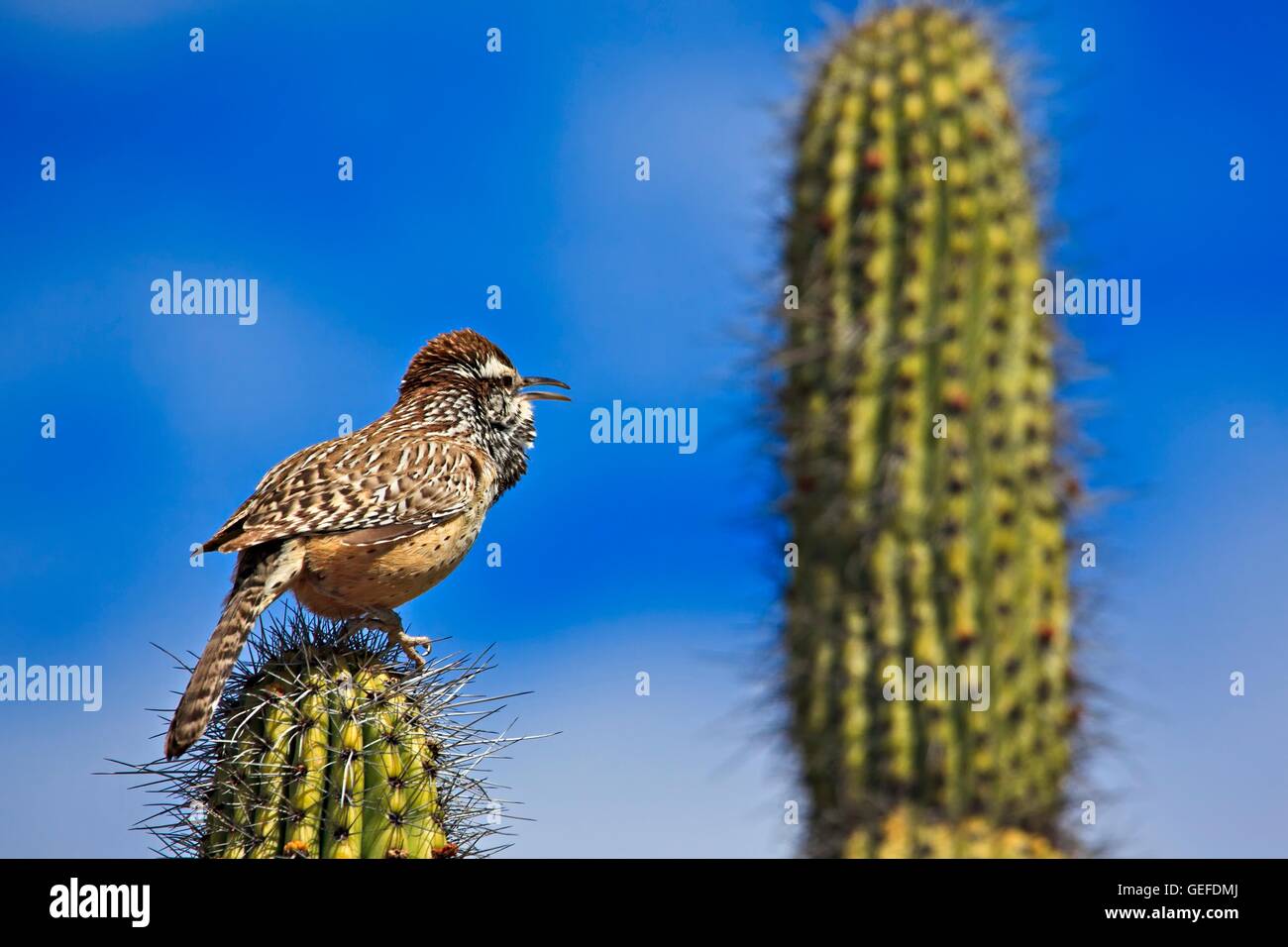 Zoology / animals, avian / birds, USA, Arizona, Tucson, Arizona-Sonora ...