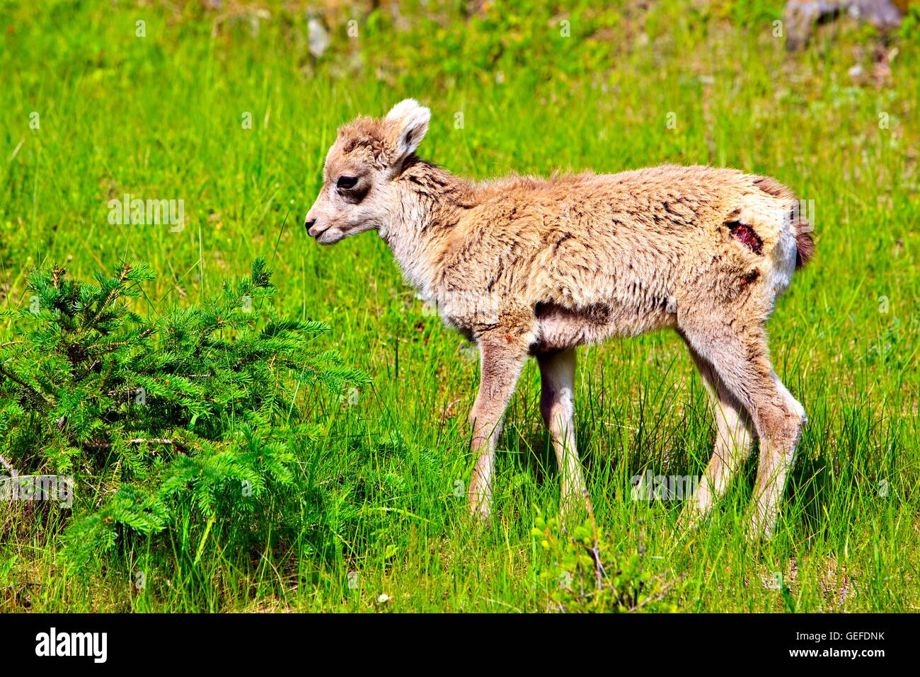Zoology / animals, mammal / mammalian, Bighorn sheep lamb, Ovis ...