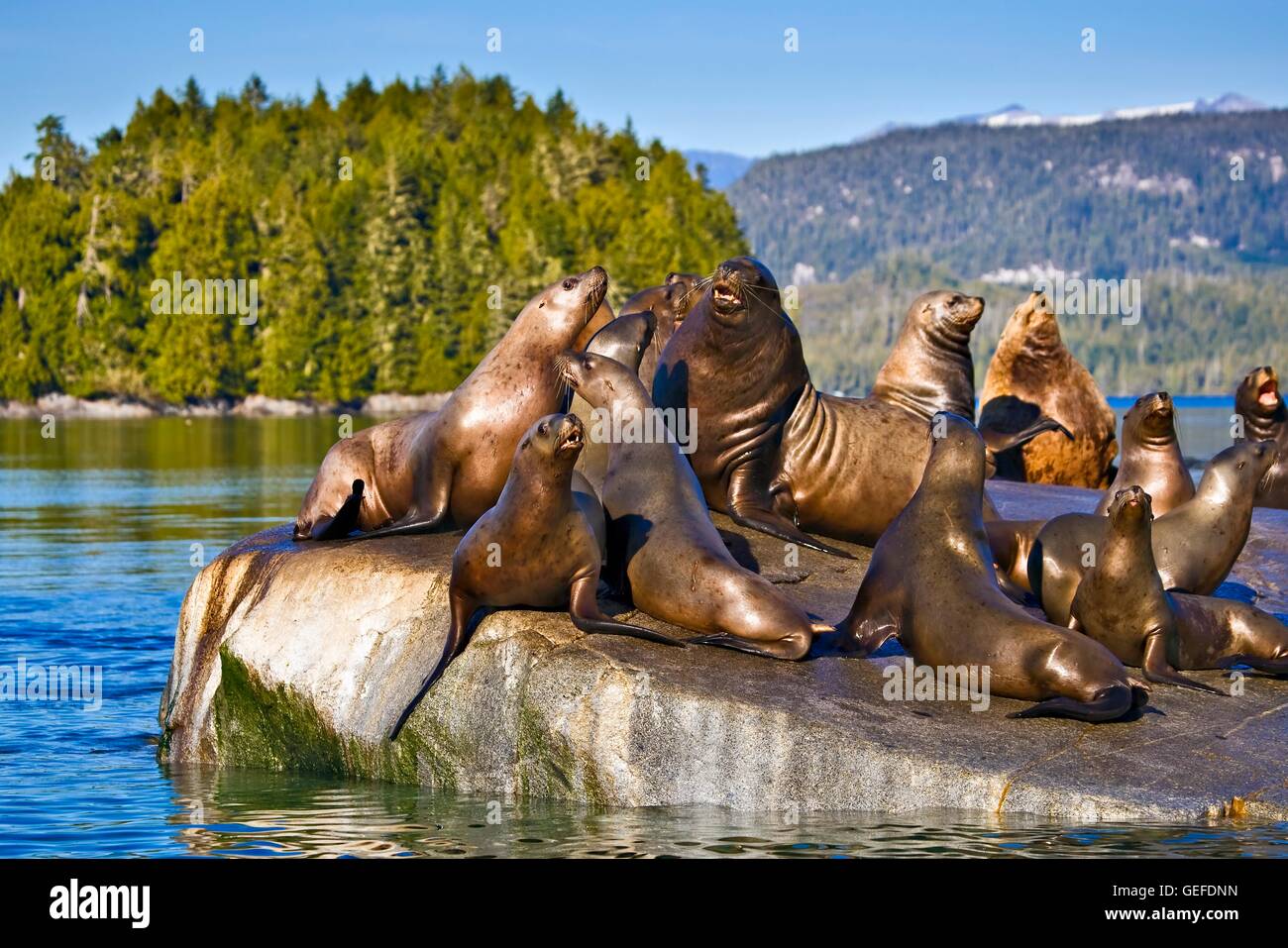 British marine animals hi-res stock photography and images - Alamy