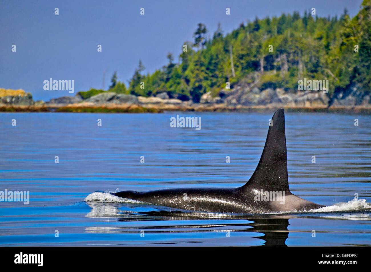 Zoology / animals, mammal / mammalian, Large male fish eating northern ...