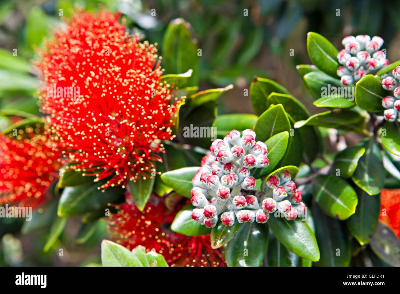 Omata new zealand hi-res stock photography and images - Alamy