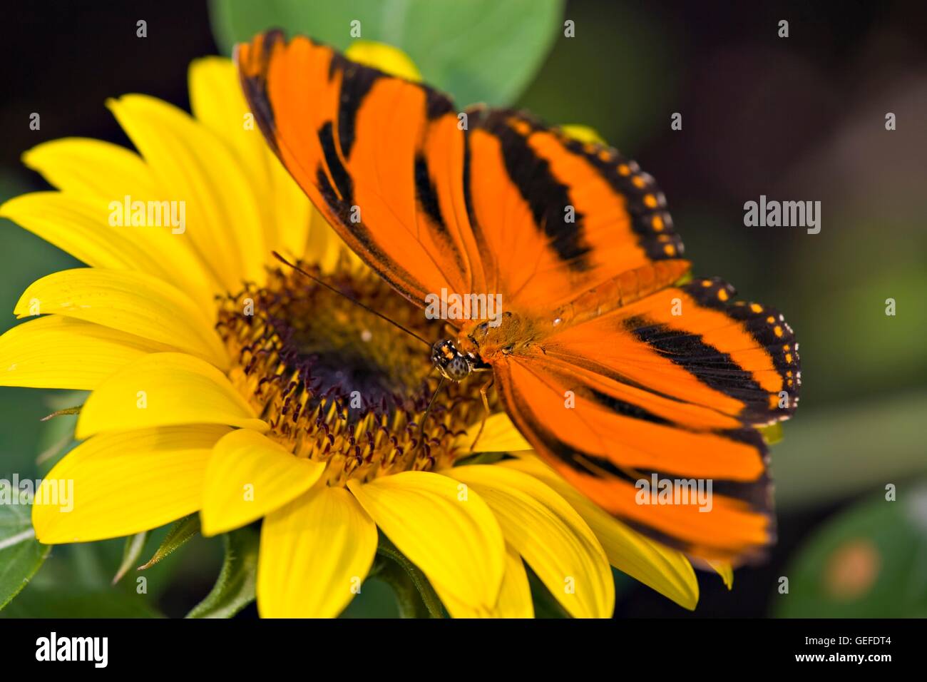Zoology / animals , insects, tropical butterfly (Dryadula phaetusa), in ...