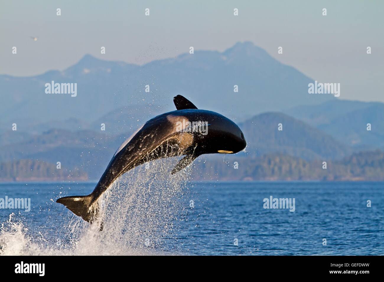 Zoology / animals, mammal / mammalian, Transient killer whales (orca ...