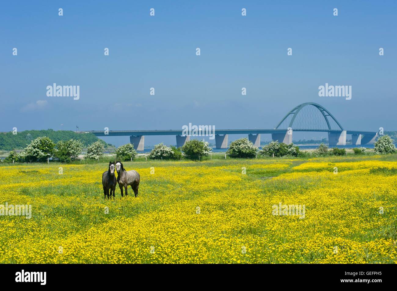 Fehmarn Sound Bridge, Fehmarn Stock Photo - Alamy