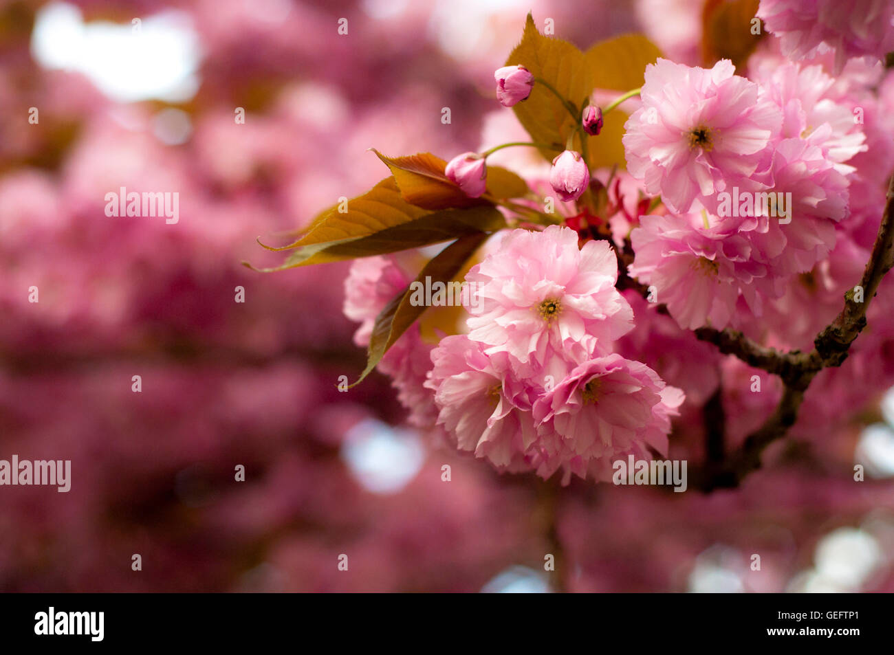 Spring flower bokeh hi-res stock photography and images - Alamy
