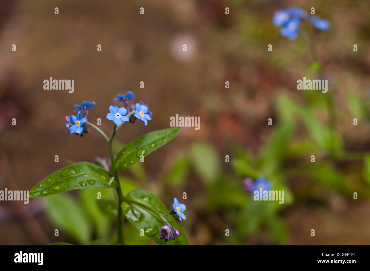blue flower in garden, close up, spring, water, dew, morning, wet ...
