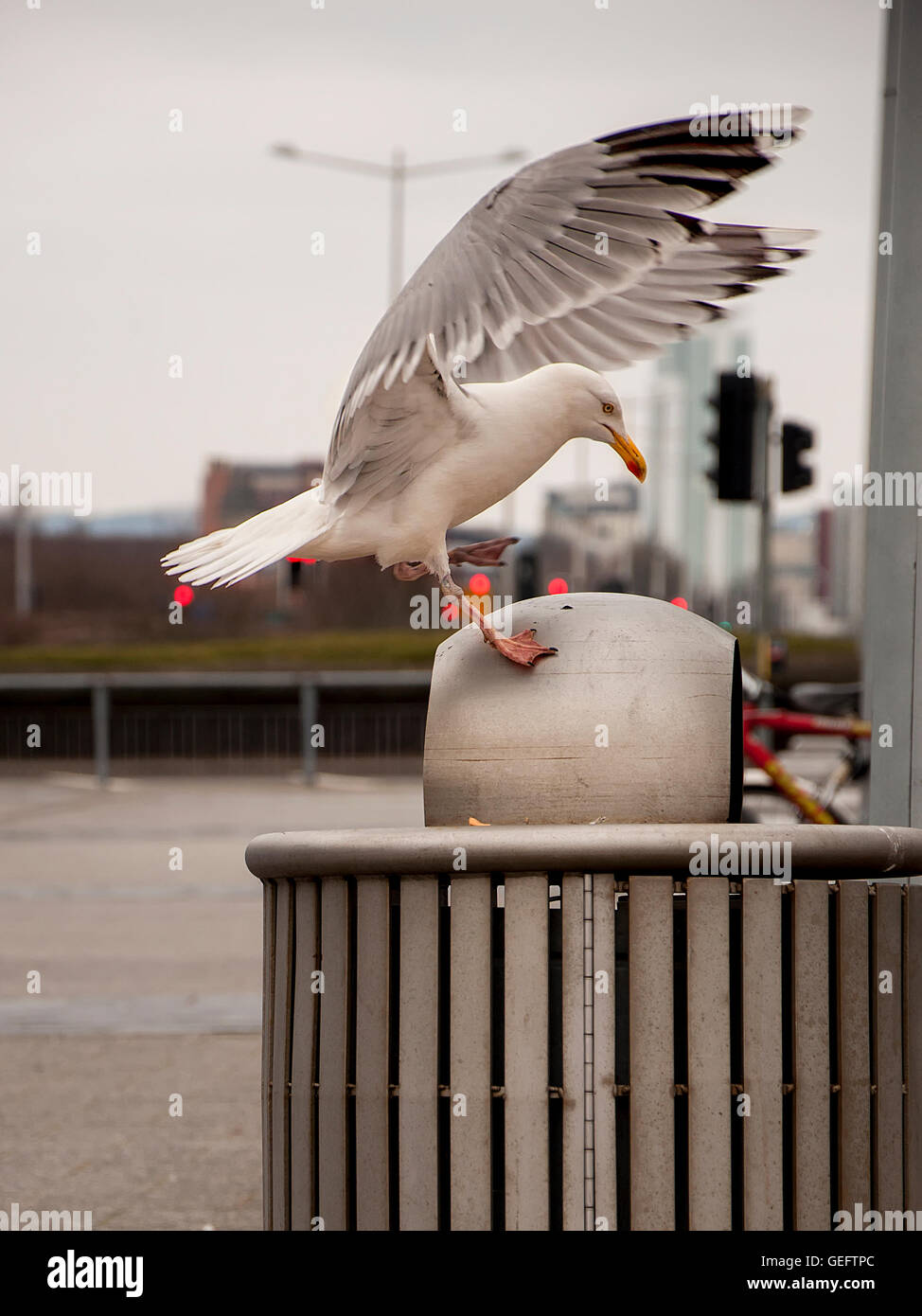 seagull, wildlife, garbage can, flap wings, fly, wings, flap, roadside ...