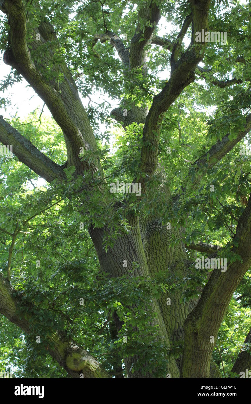 Closeup texture of tree trunk and branches Stock Photo - Alamy