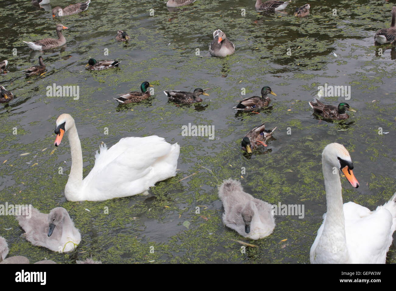 wildfowl on the river Stock Photo - Alamy