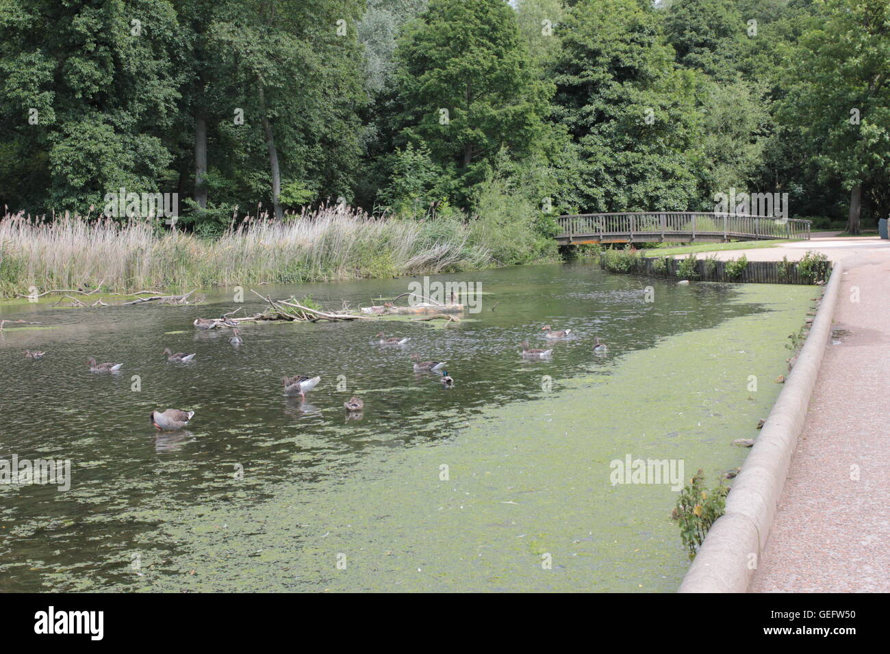 Thriving planet hi-res stock photography and images - Alamy