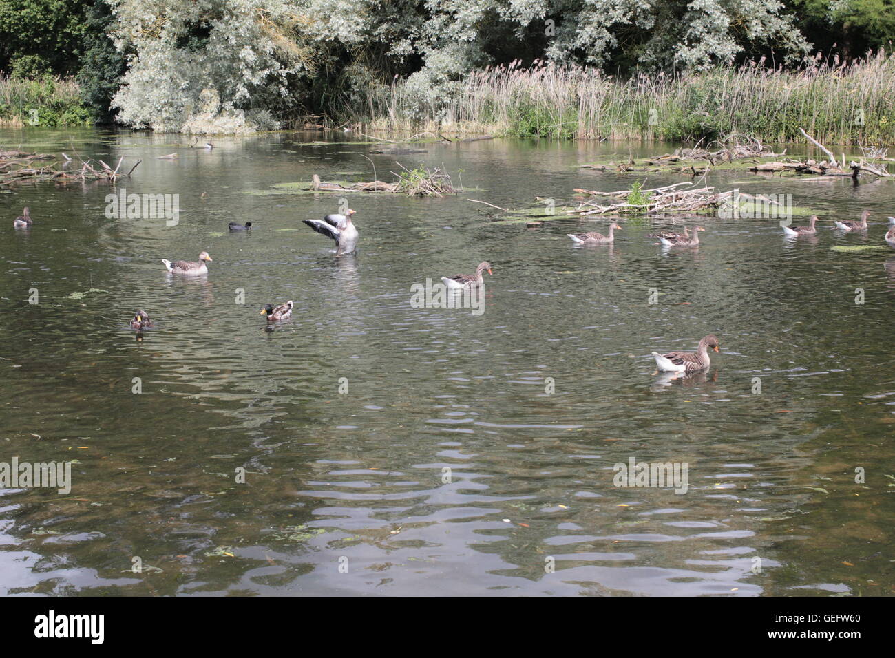 wild fowl with river and landscape Stock Photo - Alamy