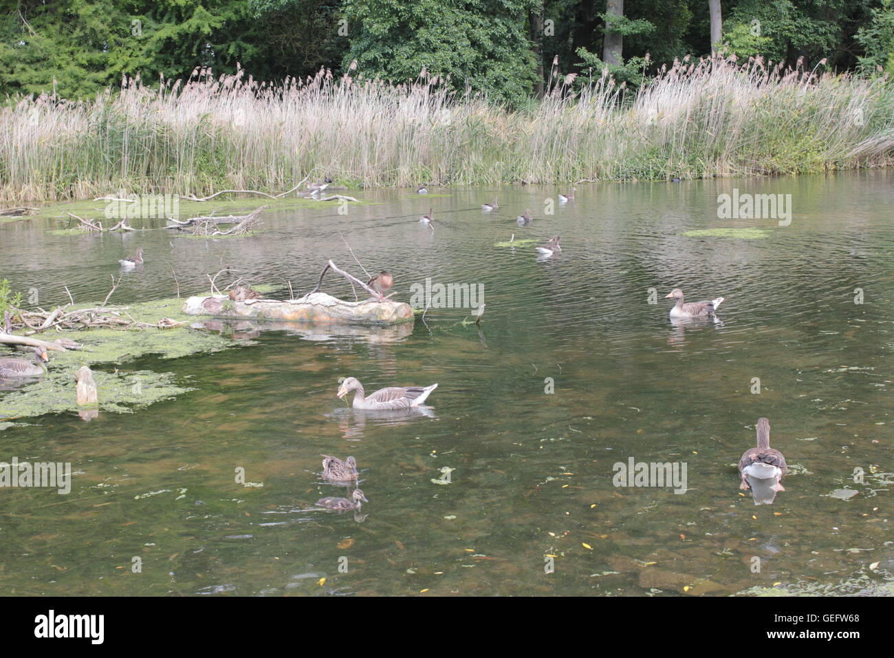 wild fowl with river and landscape Stock Photo - Alamy