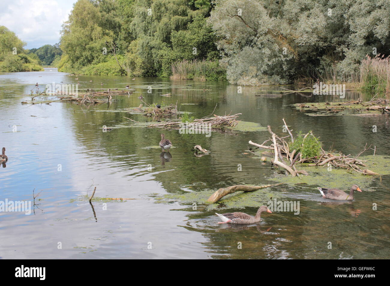 Display duck wildfowl wild fowl hi-res stock photography and images - Alamy