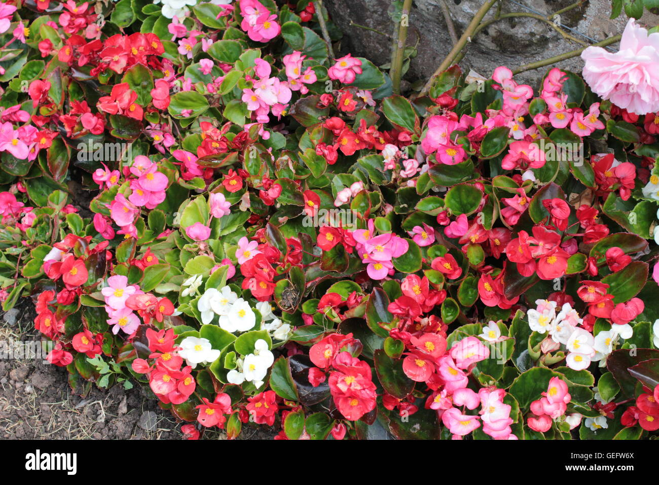 Trailing pink white red begonia Stock Photo - Alamy