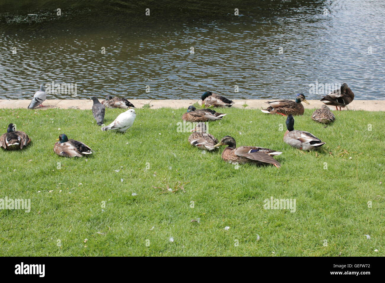 wild fowl with river and landscape Stock Photo - Alamy