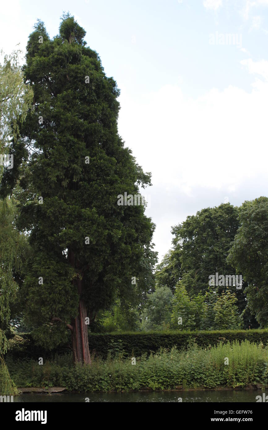 Tree with bushes and space in the sky Stock Photo - Alamy