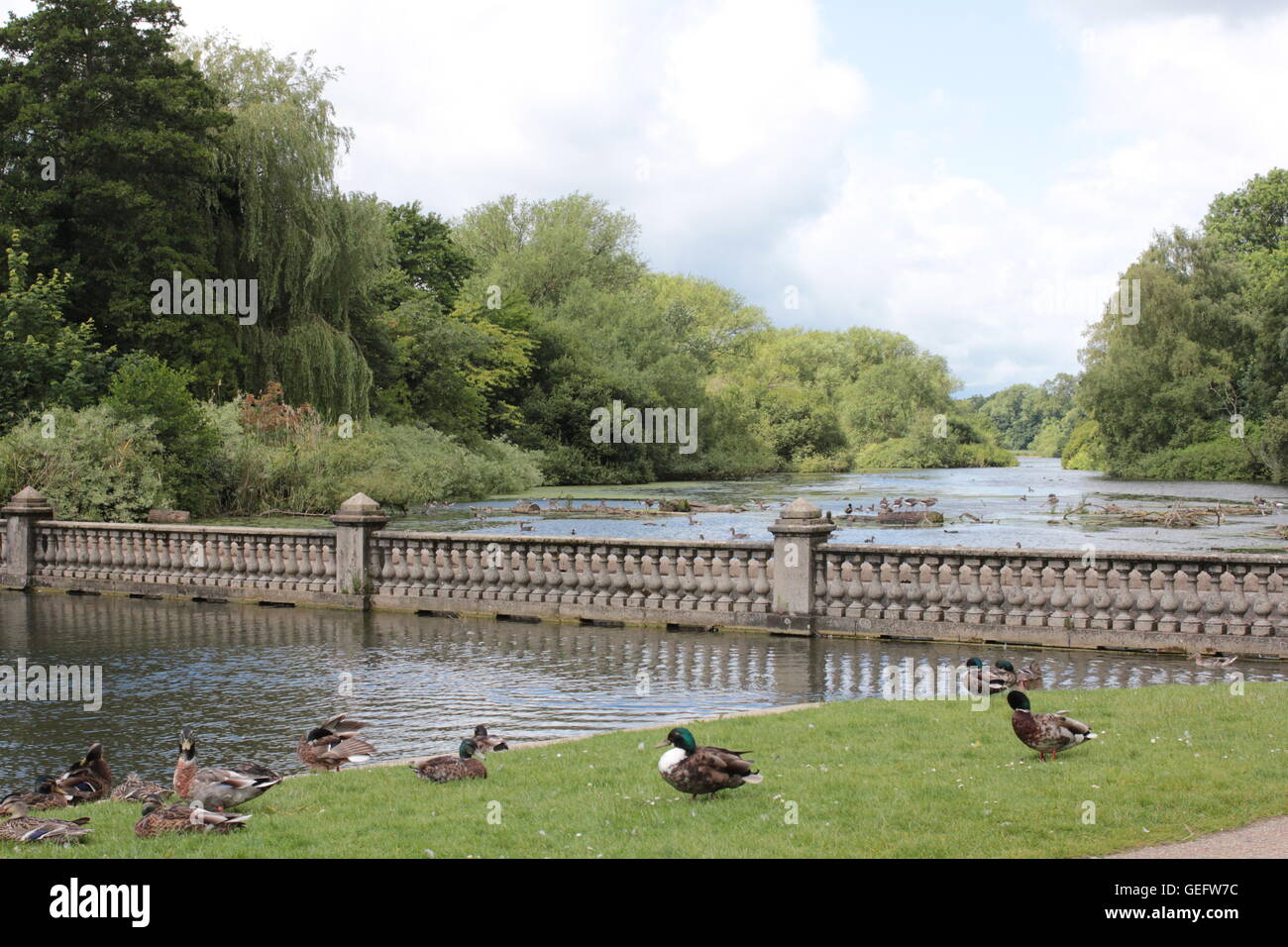 wild fowl with river and landscape Stock Photo - Alamy