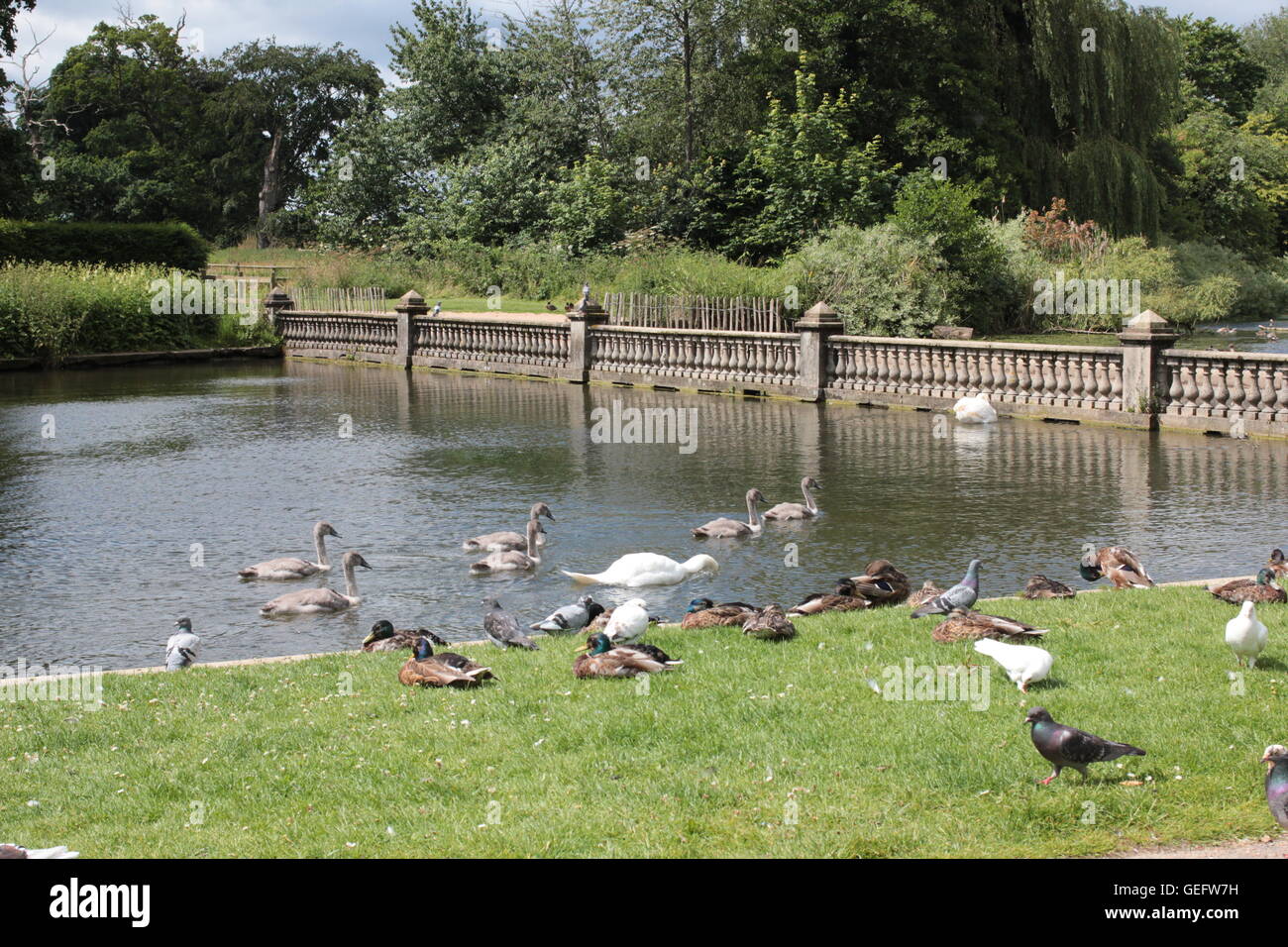 wild fowl with river and landscape Stock Photo - Alamy