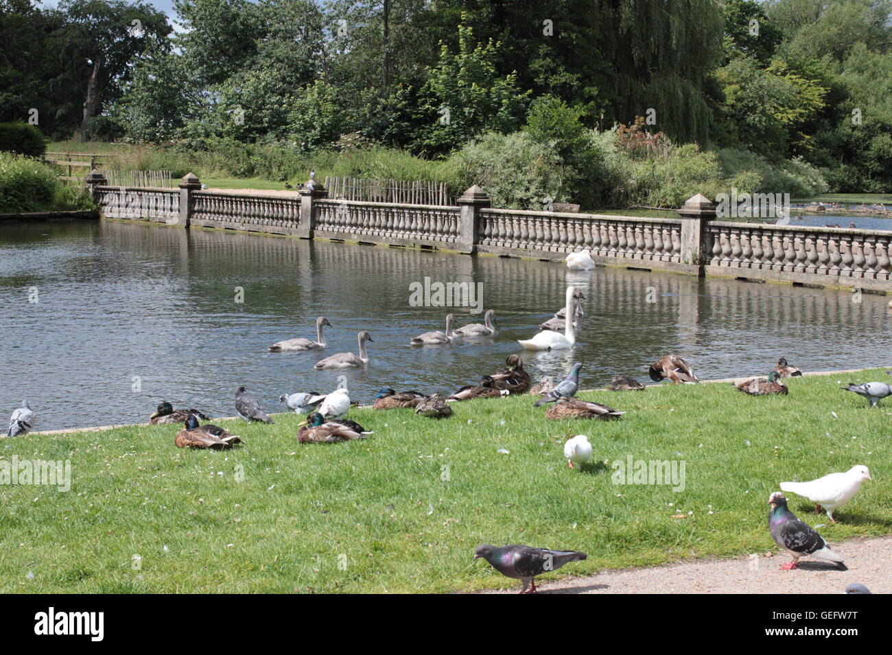 Bush Fowl Stock Photos & Bush Fowl Stock Images - Alamy