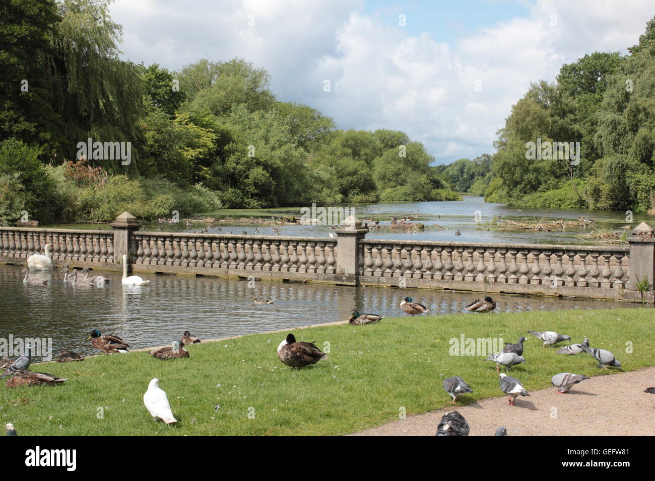 wild fowl with river and landscape Stock Photo - Alamy