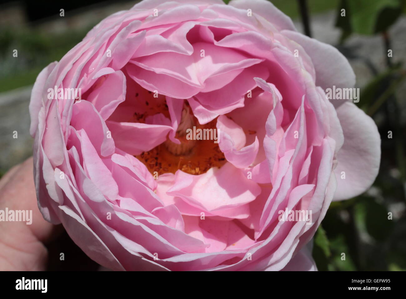 Pink rose bloom Stock Photo - Alamy