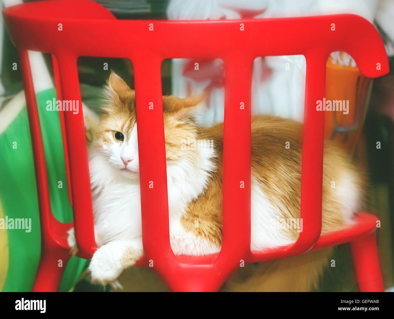 Angry ginger cat hi-res stock photography and images - Alamy