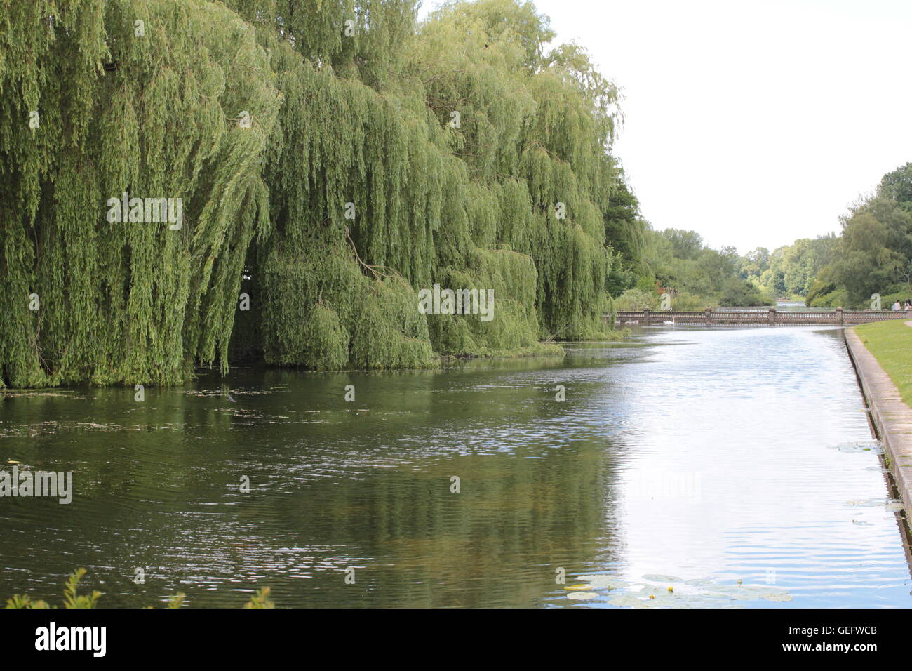 River with large weeping willow trees Stock Photo - Alamy