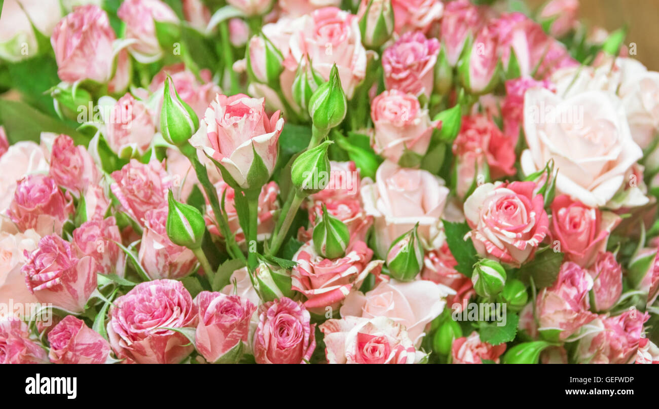Bouquet of little roses hi-res stock photography and images - Alamy
