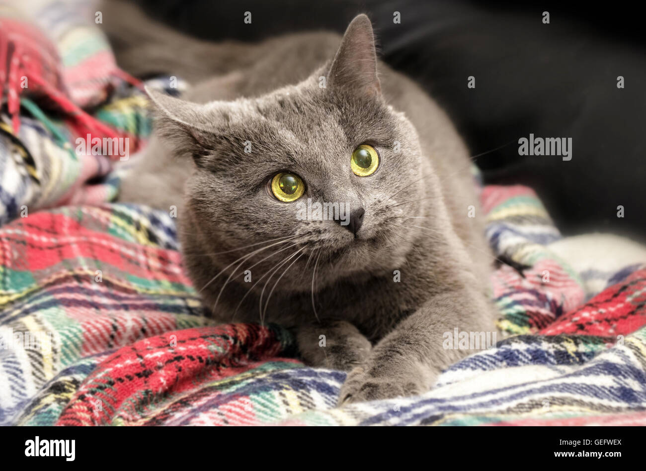 Cats eyes hi-res stock photography and images - Alamy
