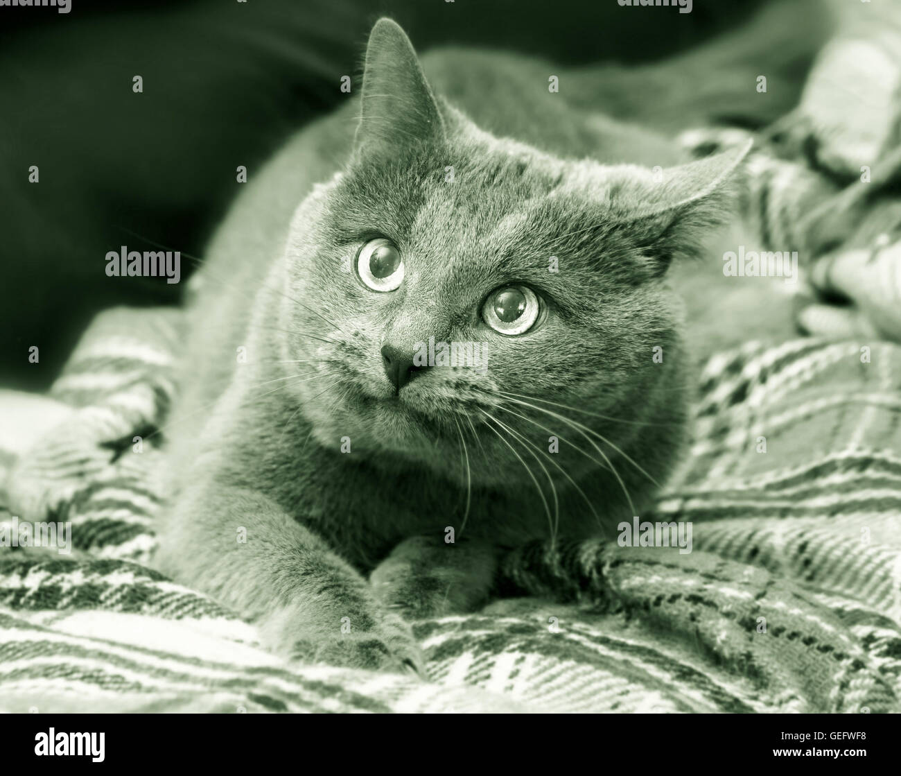 Adult grey cat in sepia effect Stock Photo - Alamy