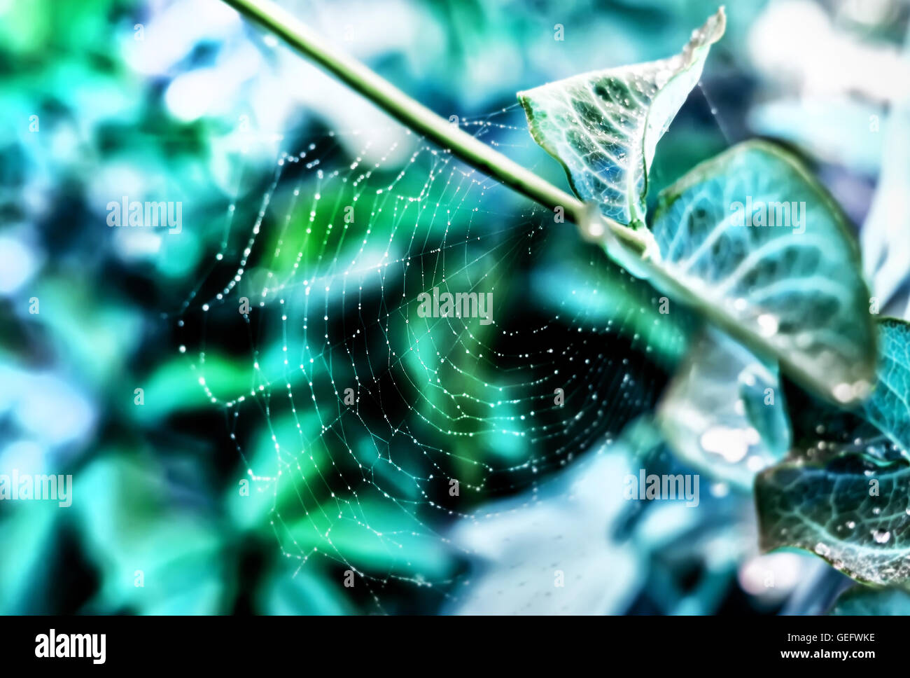 Nice multicolour summer spider web with drops in blue tones Stock Photo ...