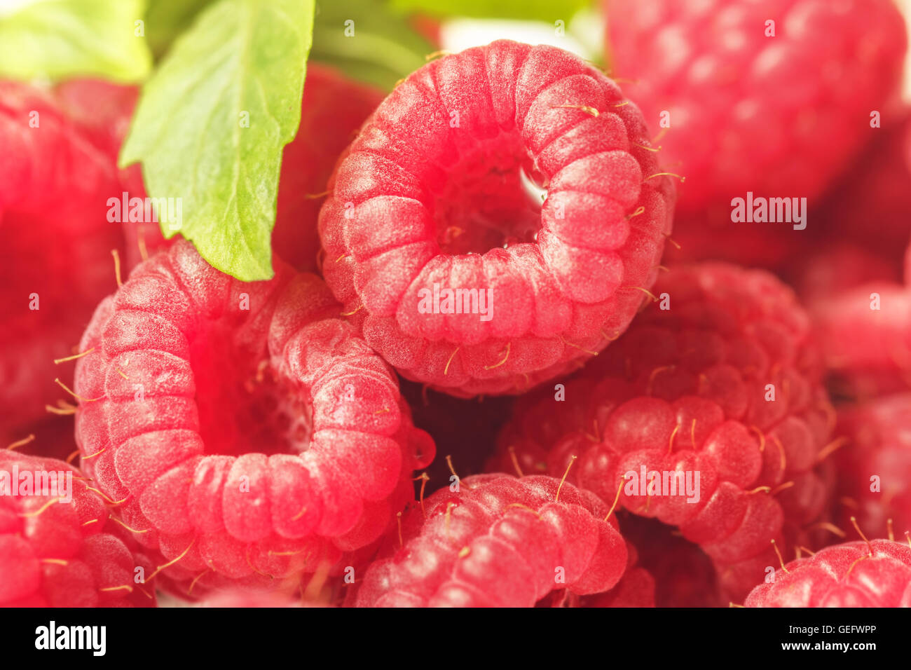 Nice fresh big ripe raspberry for desert and healthy eating Stock Photo ...