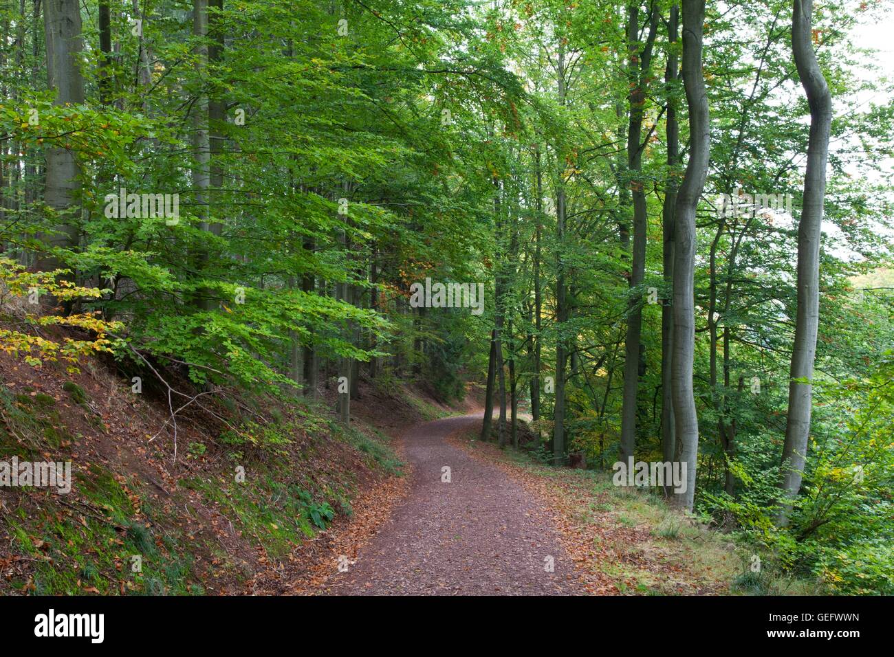 Rennsteig hiking trail hi-res stock photography and images - Alamy