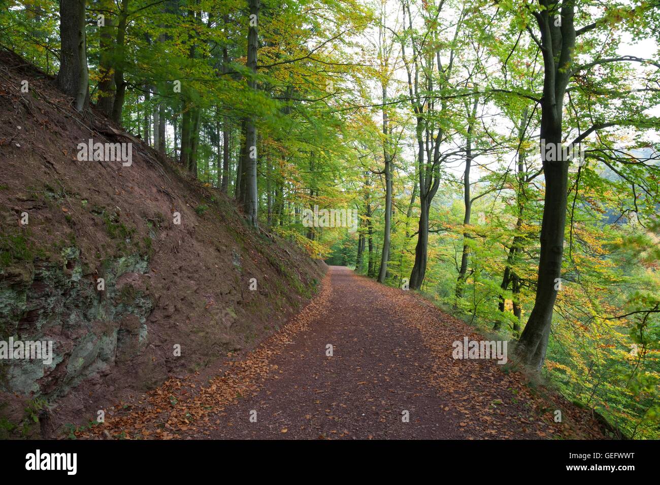 Rennsteig, Thuringian Forest, Thuringia Stock Photo - Alamy