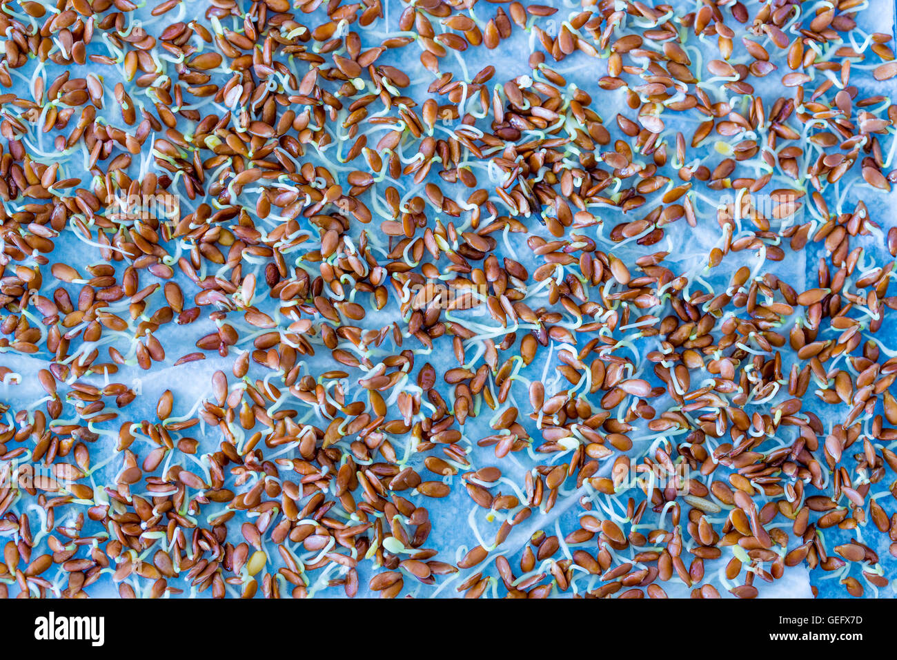 Oil seed crops hi-res stock photography and images - Alamy