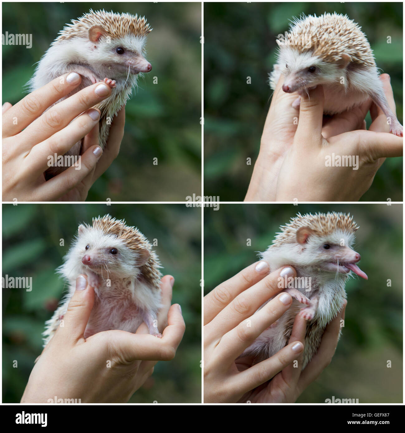 Female hedgehog hi-res stock photography and images - Alamy