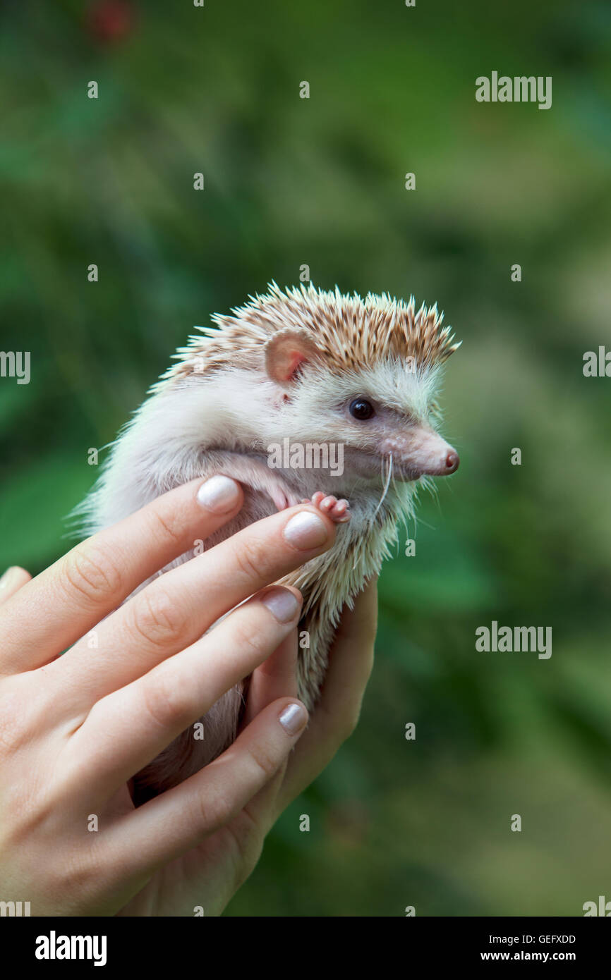 Young hedgehog in hands Stock Photo - Alamy