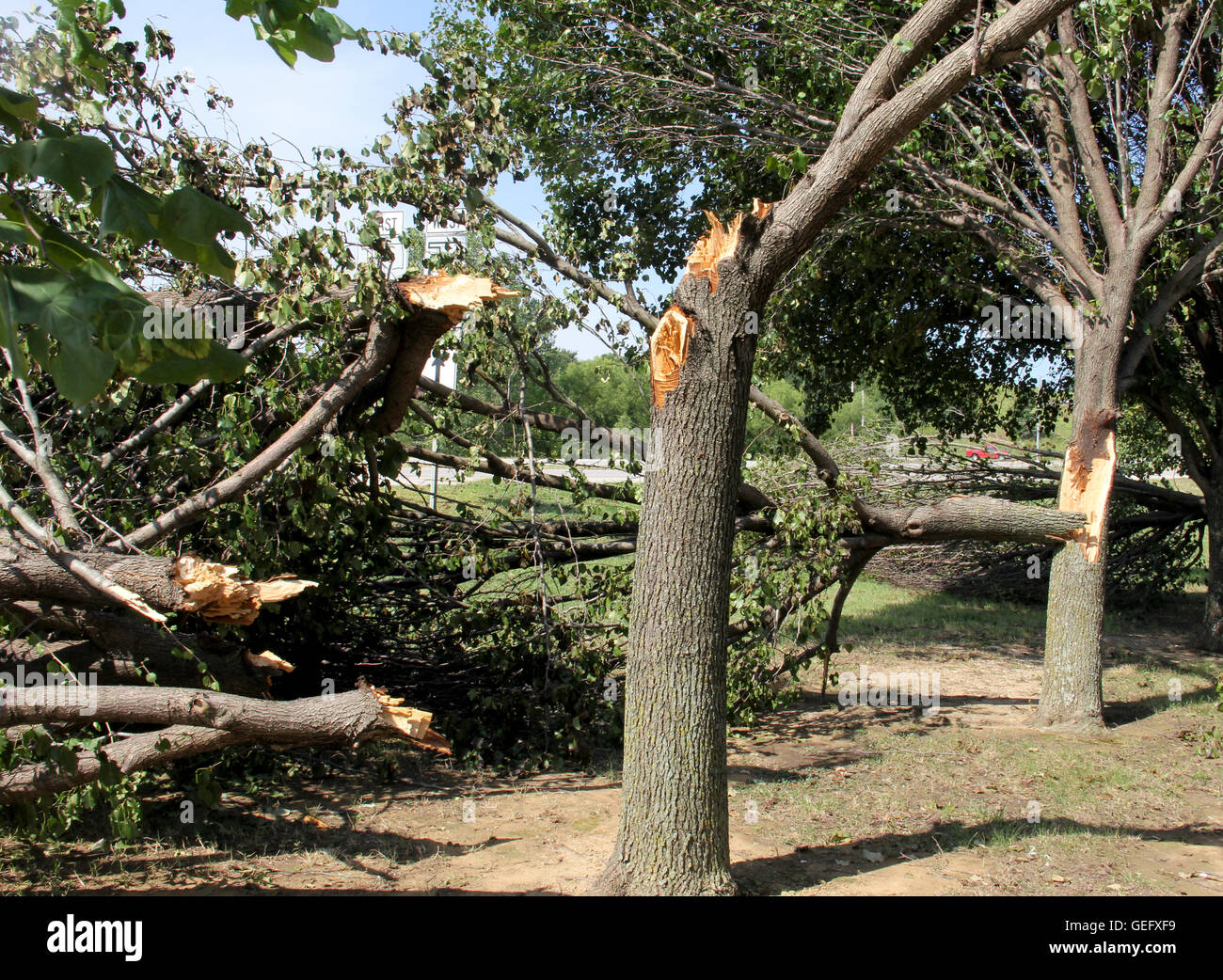 Storm damaged trees shows torn limbs and branches from tornado and wind ...