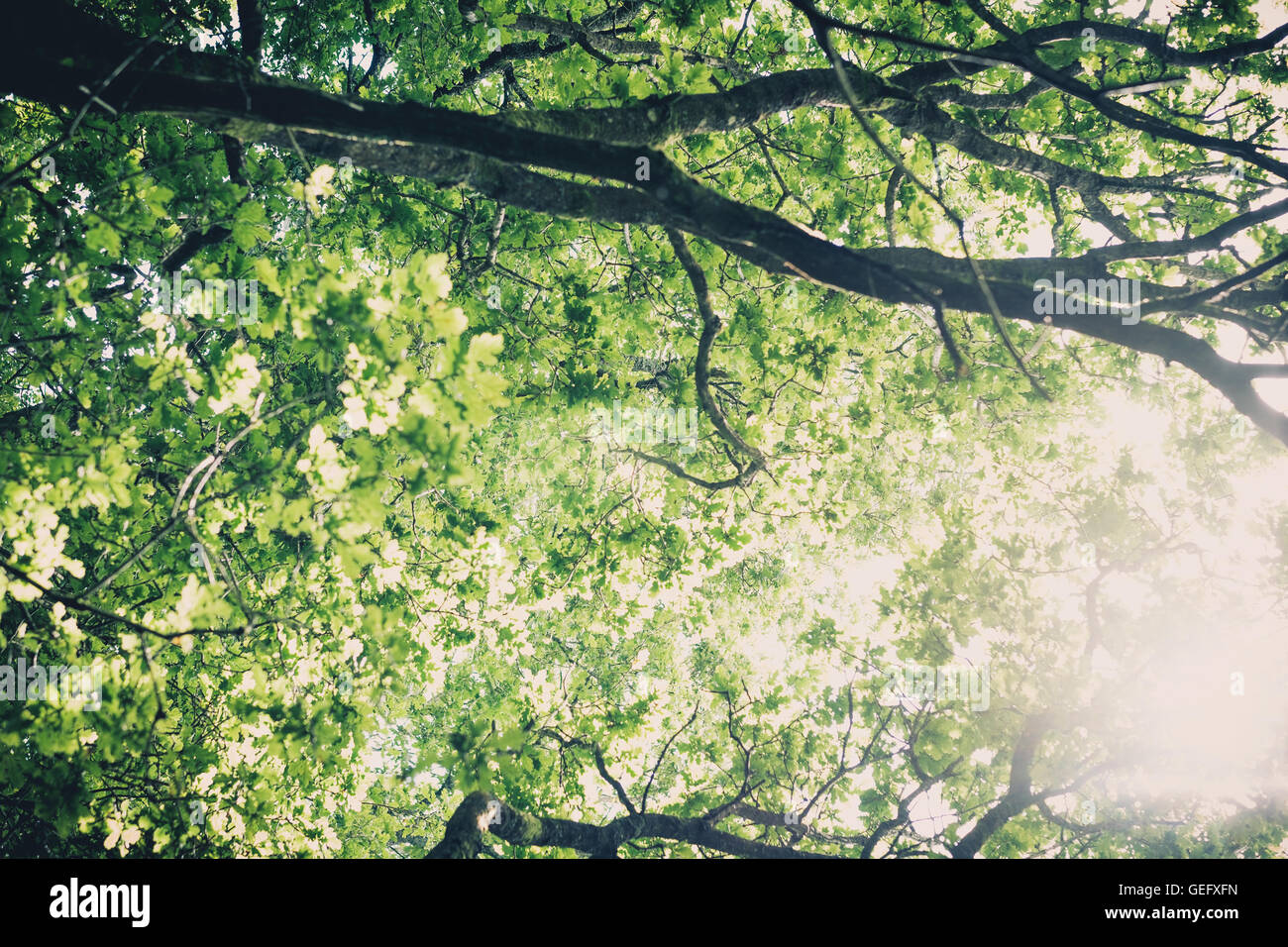 Looking up through the leaves of an oak tree Stock Photo - Alamy