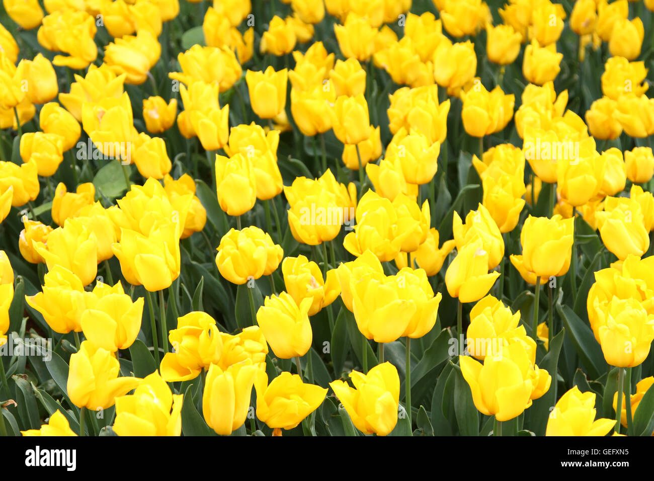 Yellow tulip garden Stock Photo - Alamy