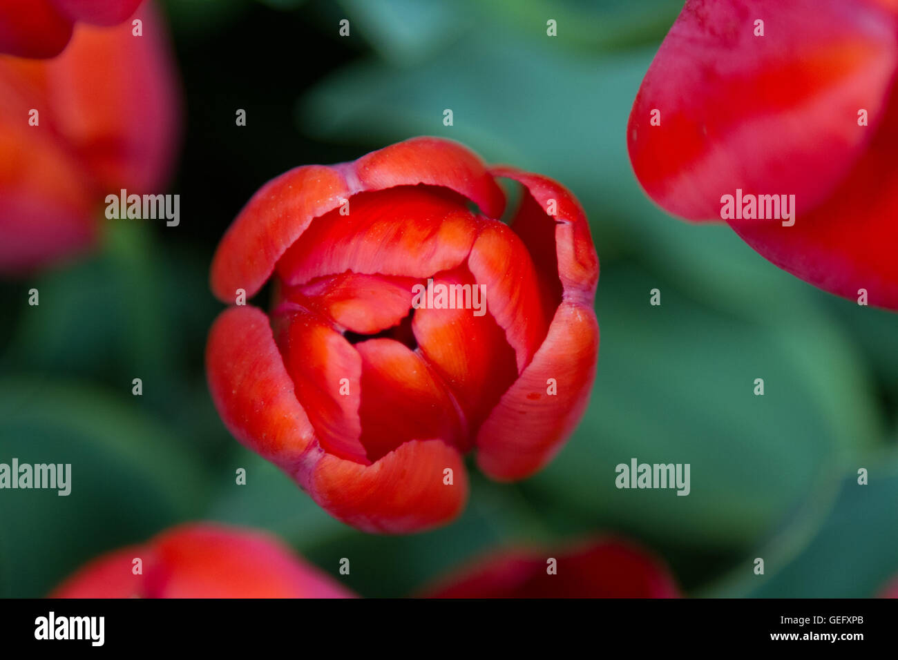 Not bloomed tulip Stock Photo - Alamy