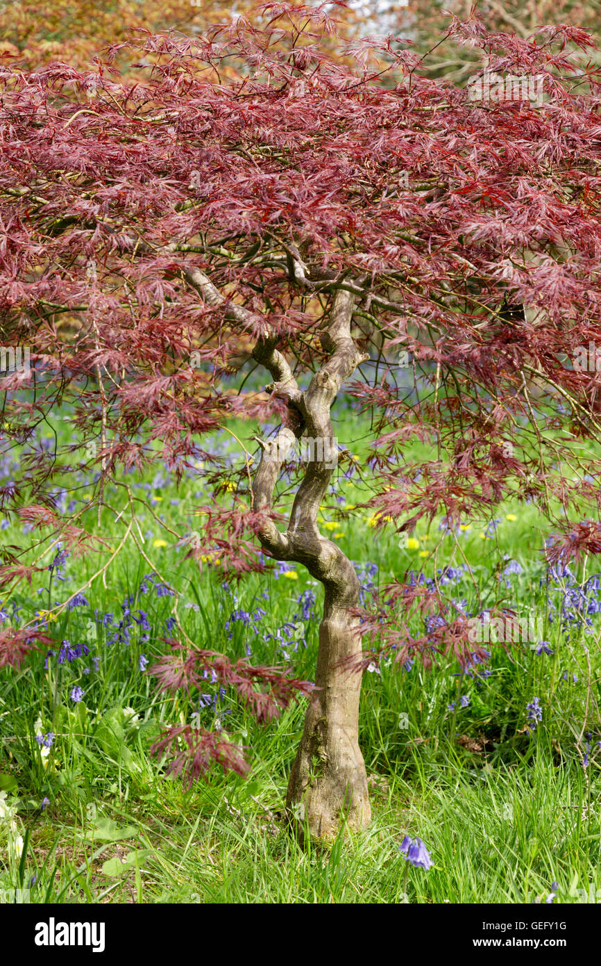 Small ornamental acer at Westonbirt Arboretum Stock Photo - Alamy