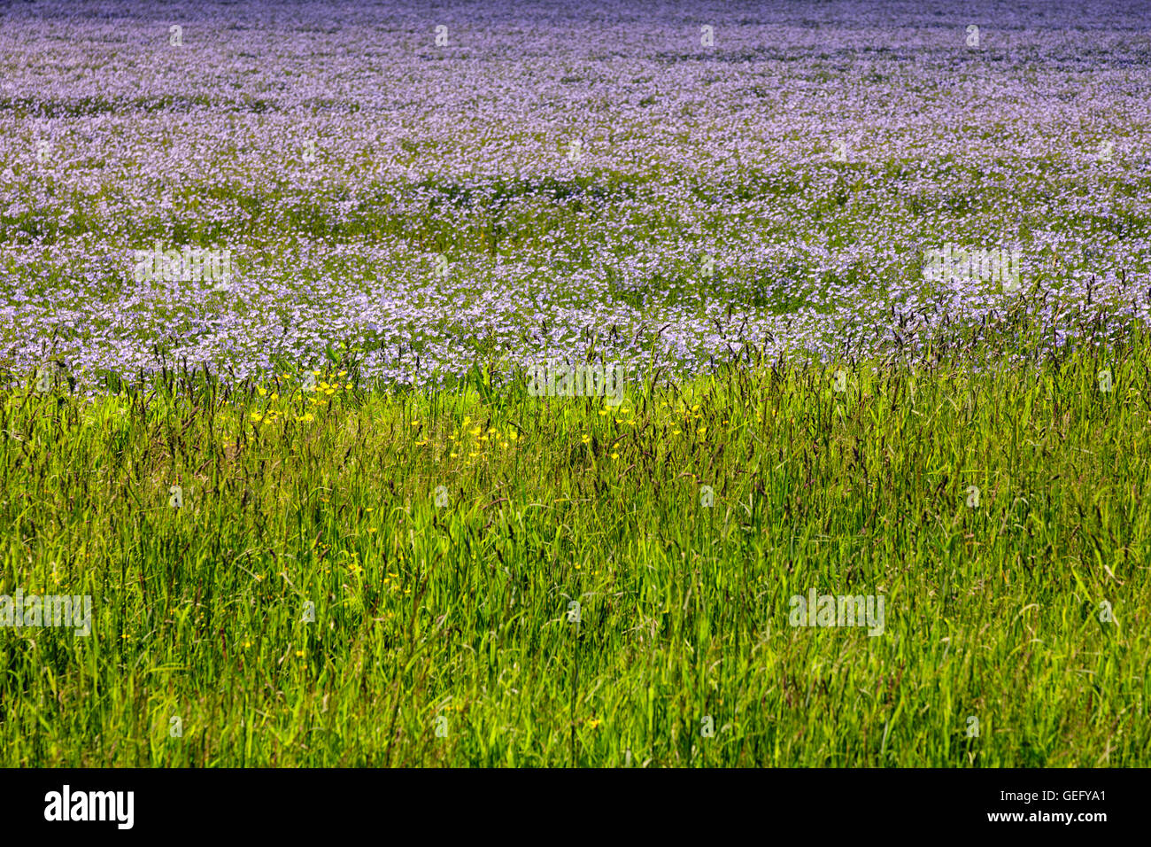 Linseed (flax) crop in field Stock Photo - Alamy