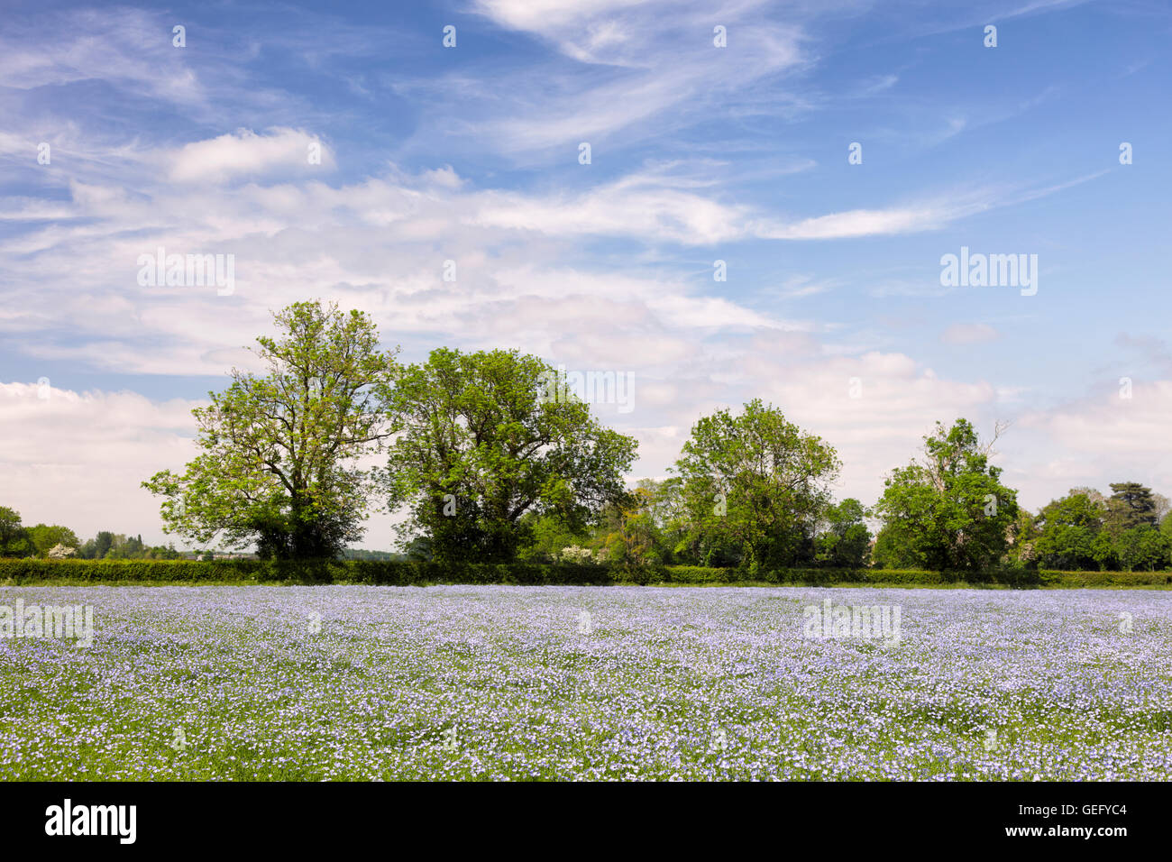 Linseed crop hi-res stock photography and images - Alamy