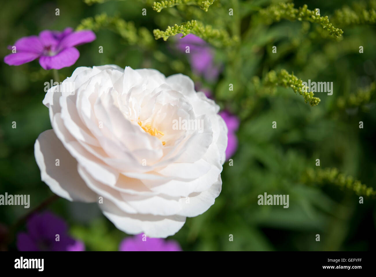 Soft rose bloom hi-res stock photography and images - Alamy