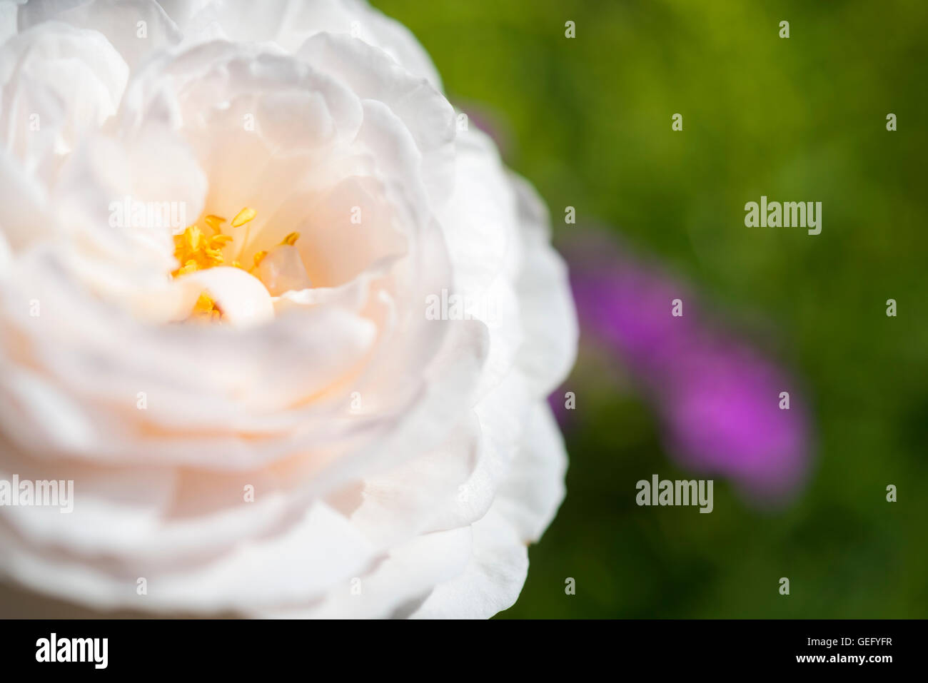 Soft rose bloom hi-res stock photography and images - Alamy