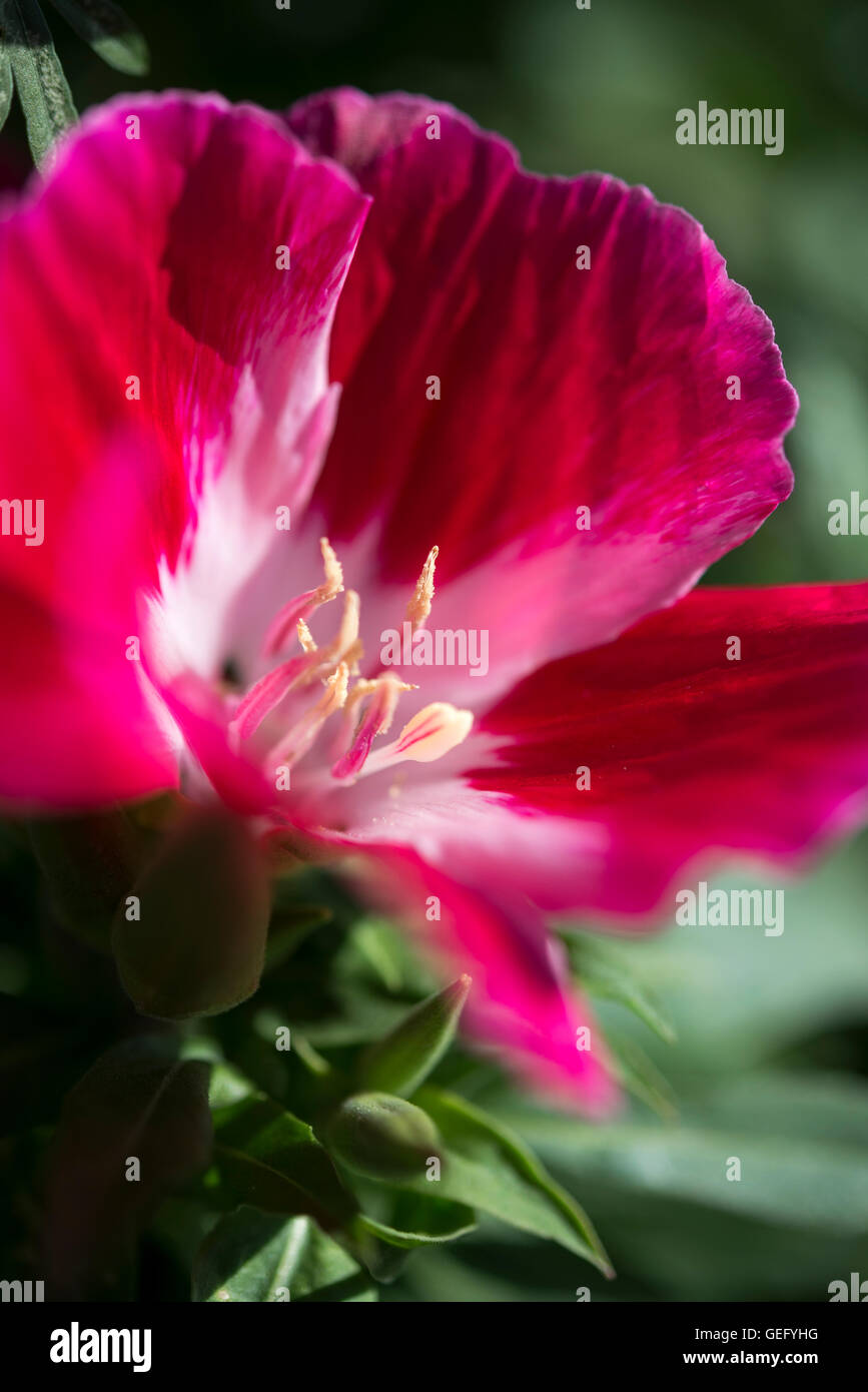 Godetia flower hi-res stock photography and images - Alamy