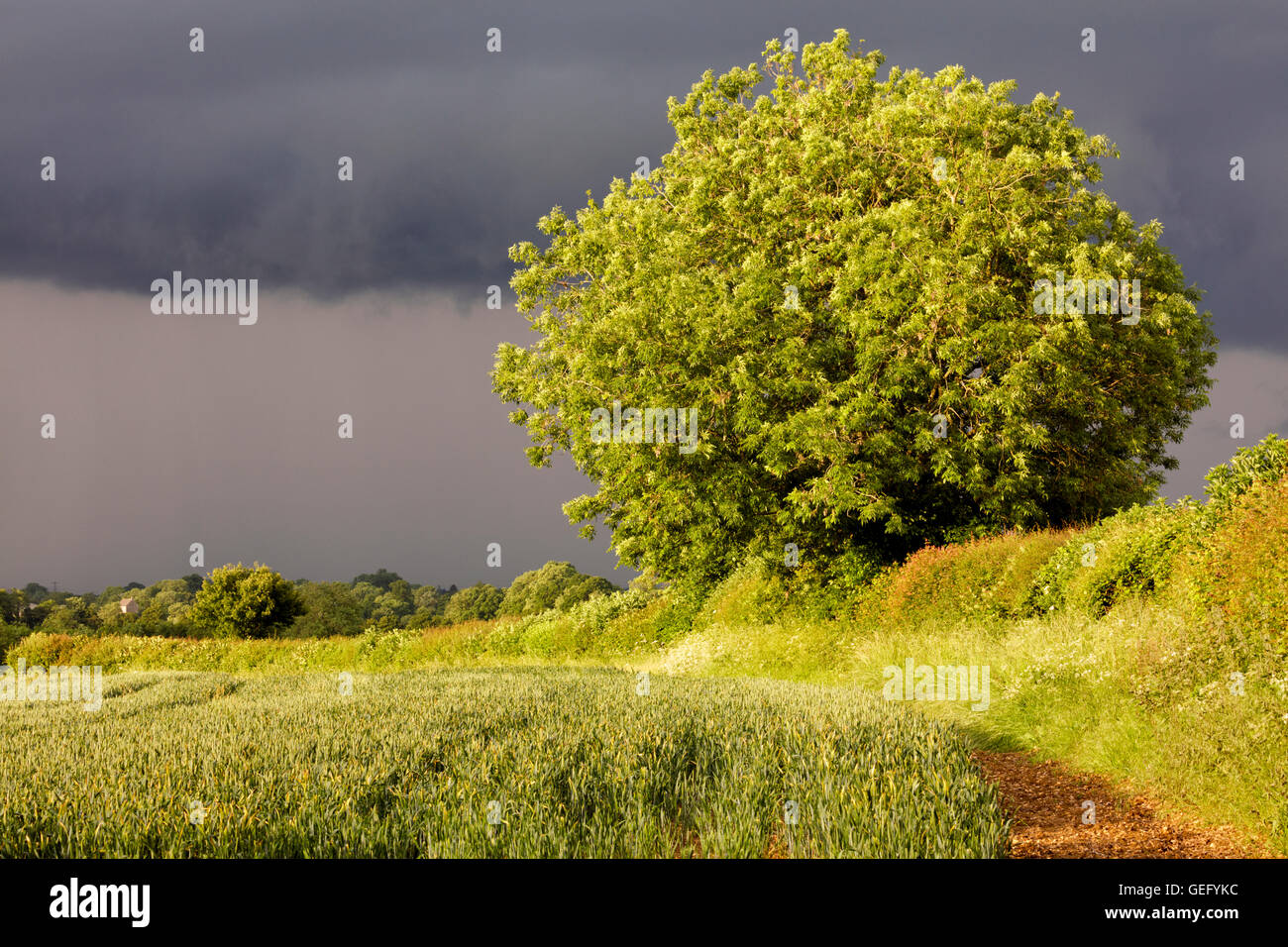 Tree and hedgerow in storm light Stock Photo - Alamy